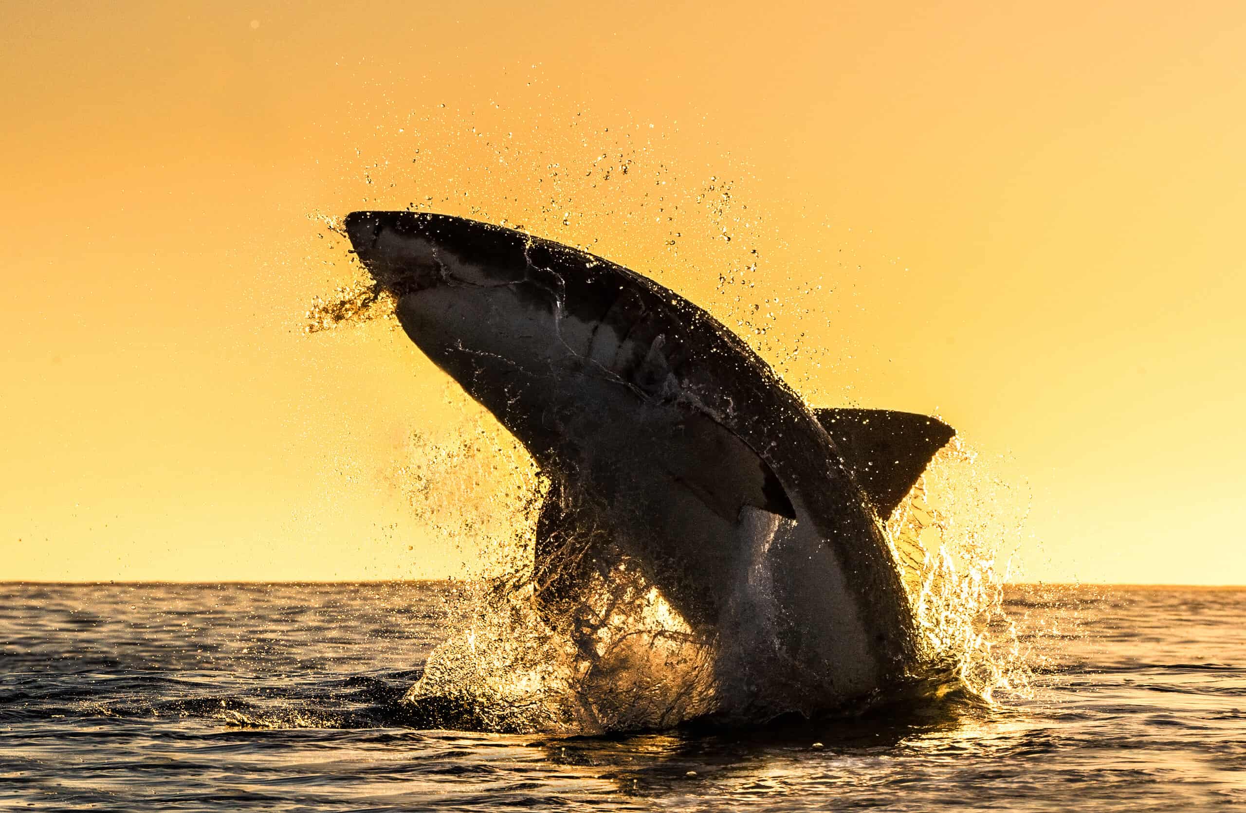 Jaws lied: The real reason great whites can’t be displayed in captivity