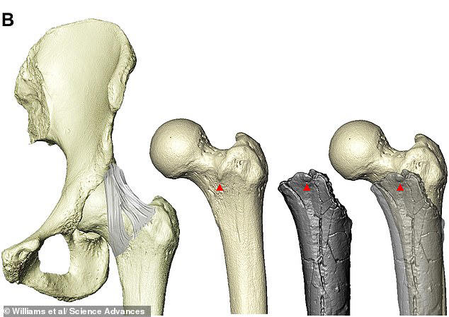 Humankind's earliest ancestor? Scientists say a 7 million-year-old ...