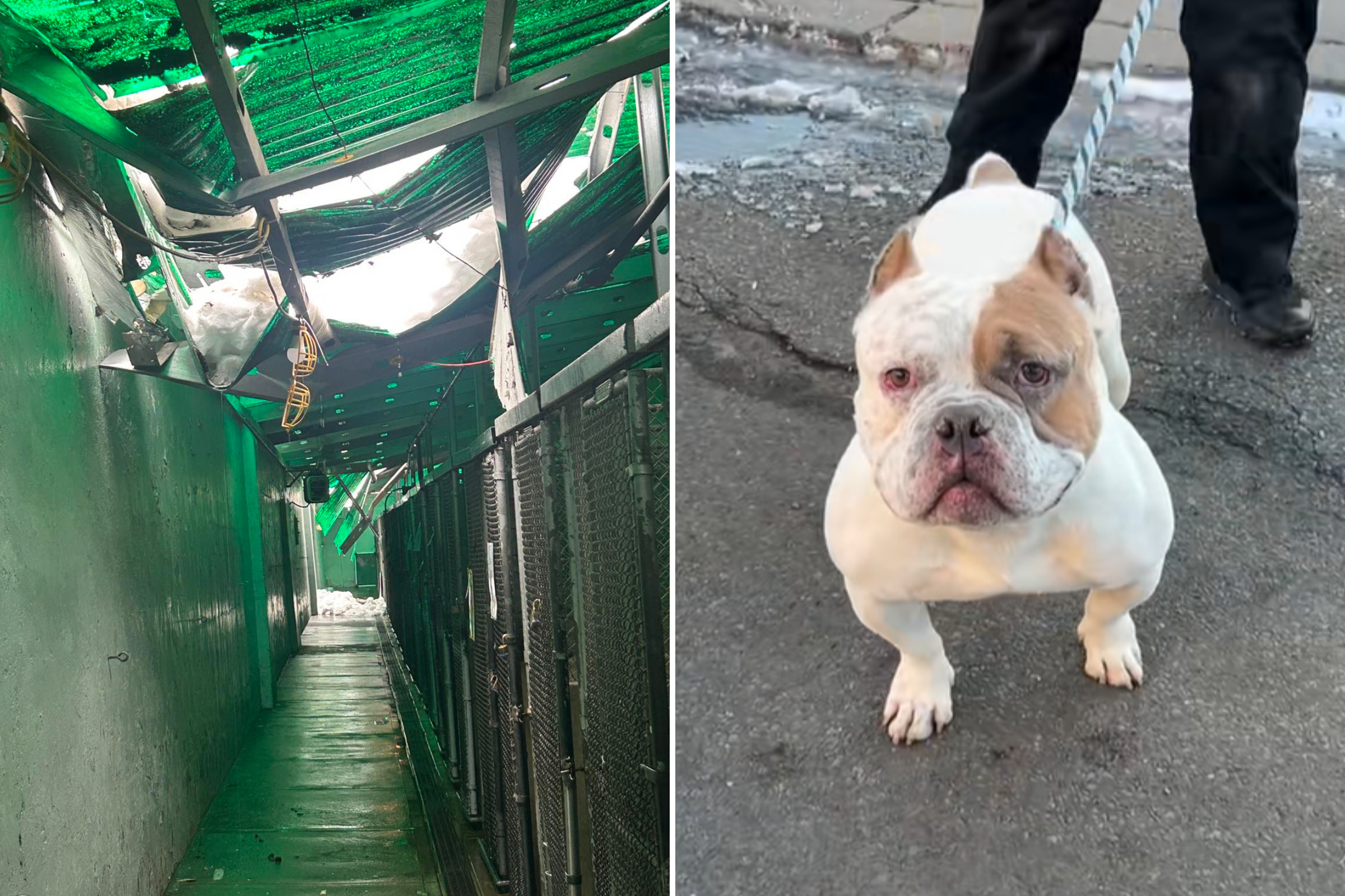 Hearts break as shelter roof collapses, leaving 32 dogs in urgent need