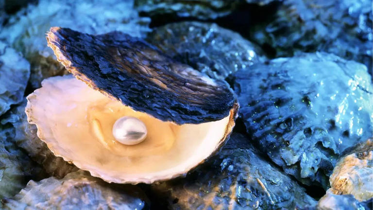 How oysters turn a tiny irritant into a pearl: What really goes on ...