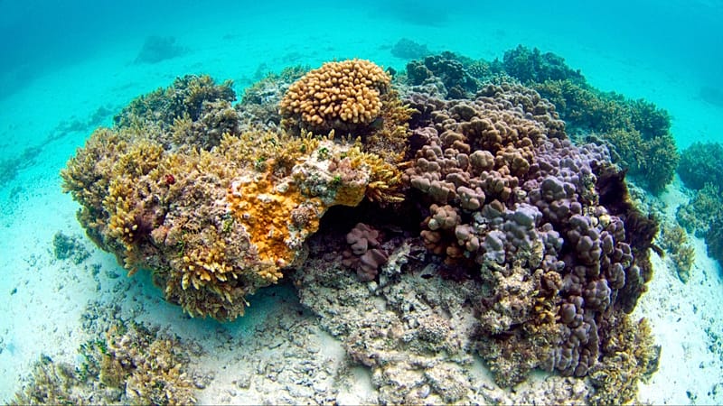 How the oceans’ coral reefs could be the secret weapon to tackle food ...