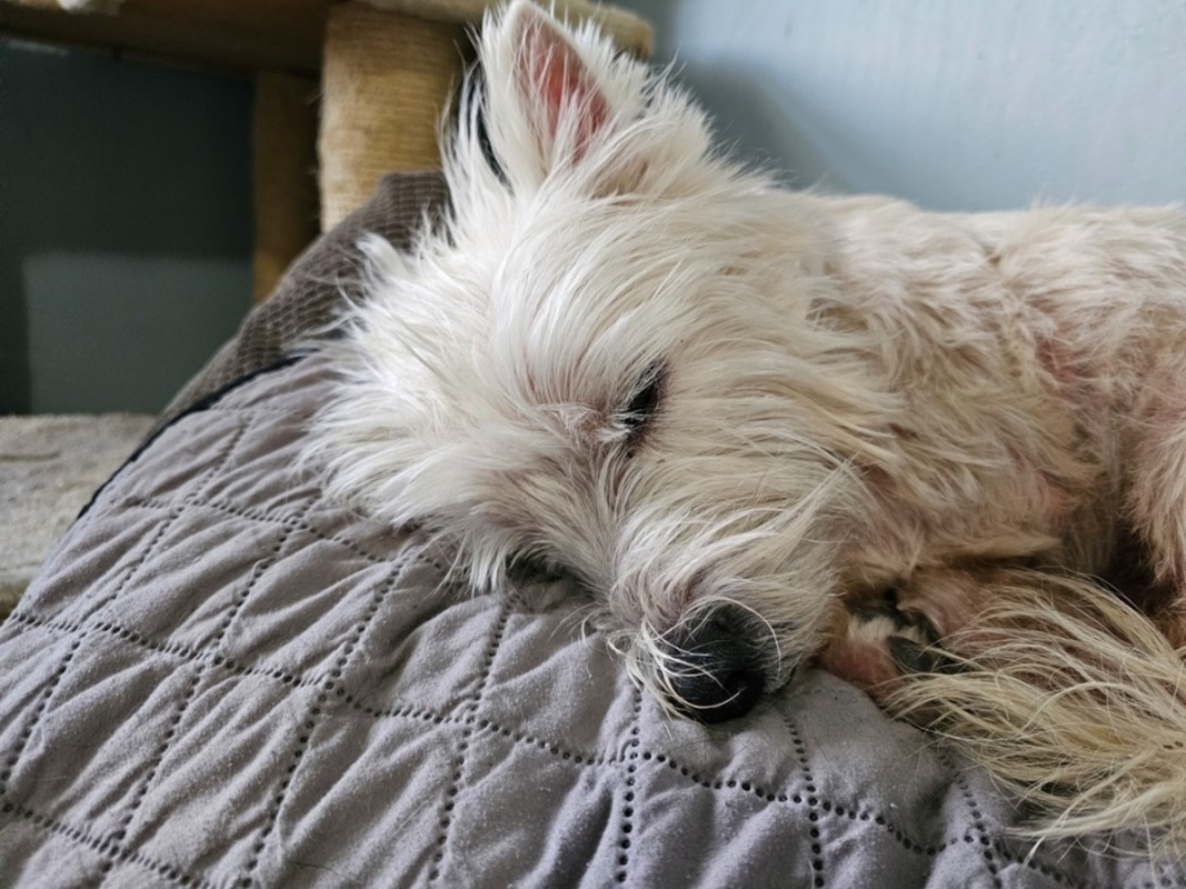 Little dog hilariously pretends to be asleep so dad will carry him to bed