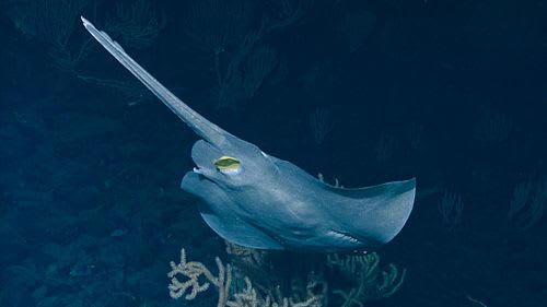 Scientists Uncover Massive Deep-Sea Eggs Inside on Active Volcano ...