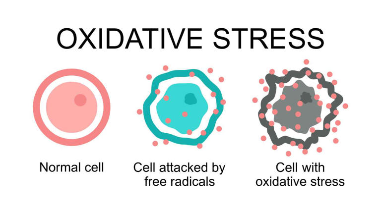 Why frequent meat-centered meals change long-term health outcomes