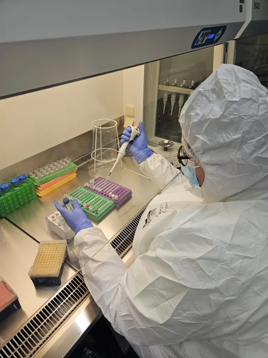 Mapping two millennia of betaherpesvirus evolution via ancient human ...