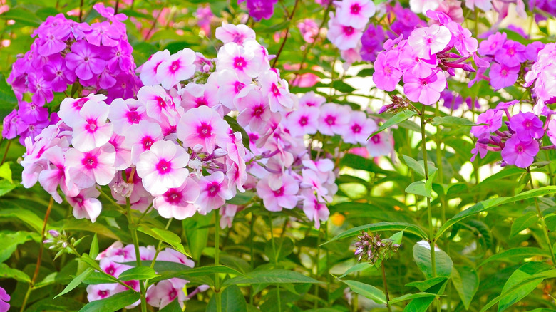 15 beautiful varieties of phlox, recommended by our professional gardener