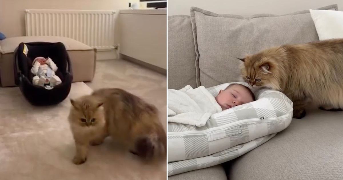 Cat Bonds & Slowly Falls in Love With Little Baby in Wholesome Video