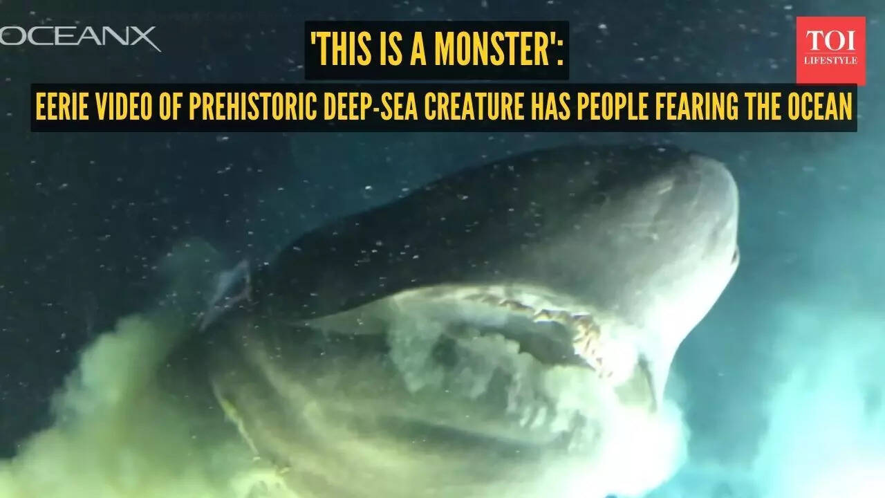 'This is a monster': Eerie video of prehistoric deep-sea creature has ...