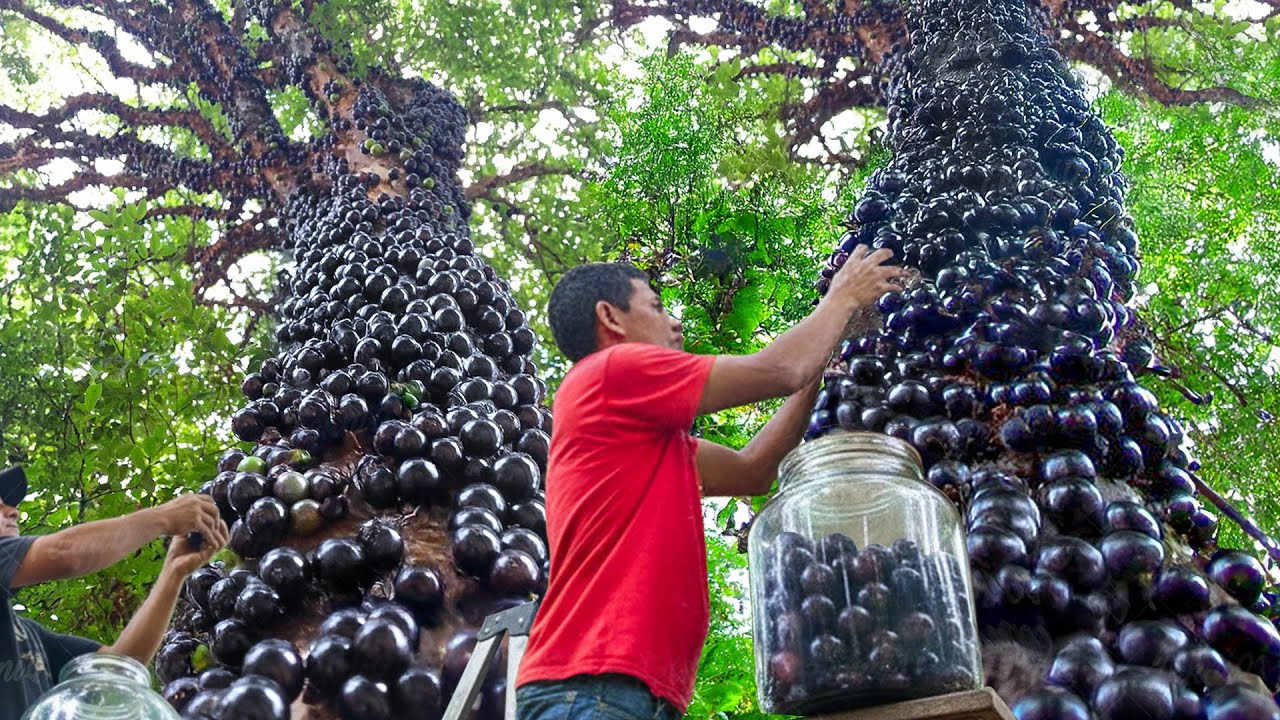 How Brazil transforms rare tree grapes into expensive wines & liquors