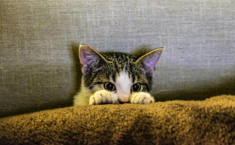 10 words you should avoid saying to your cat