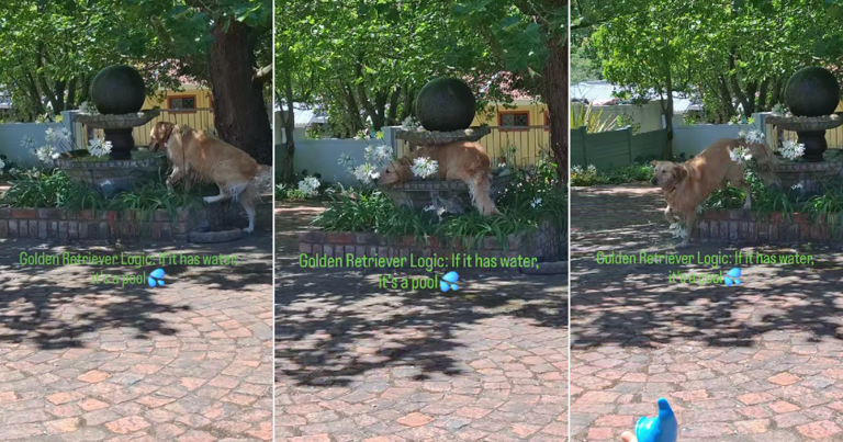 Video: Golden retriever goes for swim in fountain thinking it's a pool