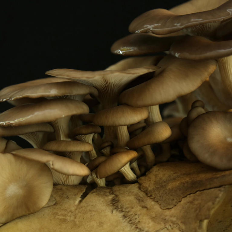 La magia de los hongos: conocé la hermosa fotografía de Funginista