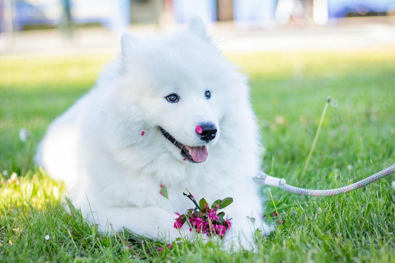 Soft, plush, and impossible to ignore – 18 dog breeds that instantly ...