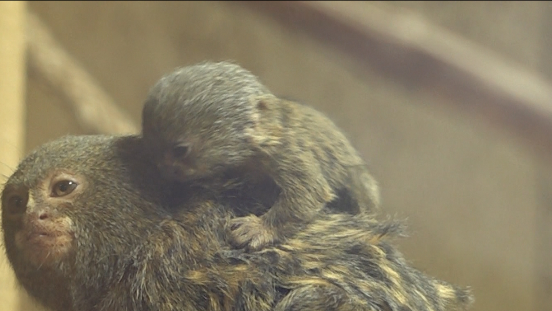 Neues Zwergseidenäffchen in Kleve geboren