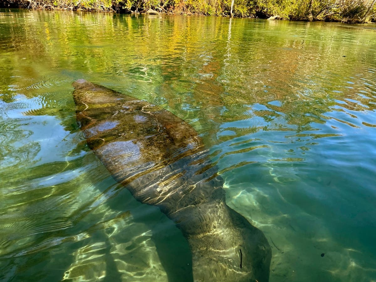 ZooTampa released record 26 rehabilitated manatees in 2025