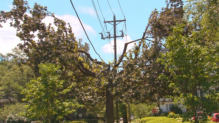 Concerned about tree trimming in Columbia? Plan on attending this ...