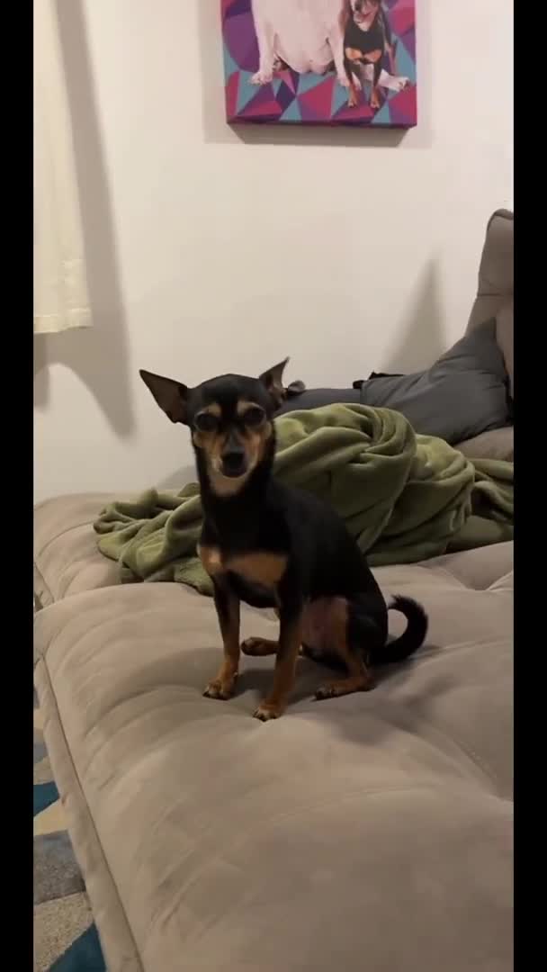 Tente não rir dessas piadas