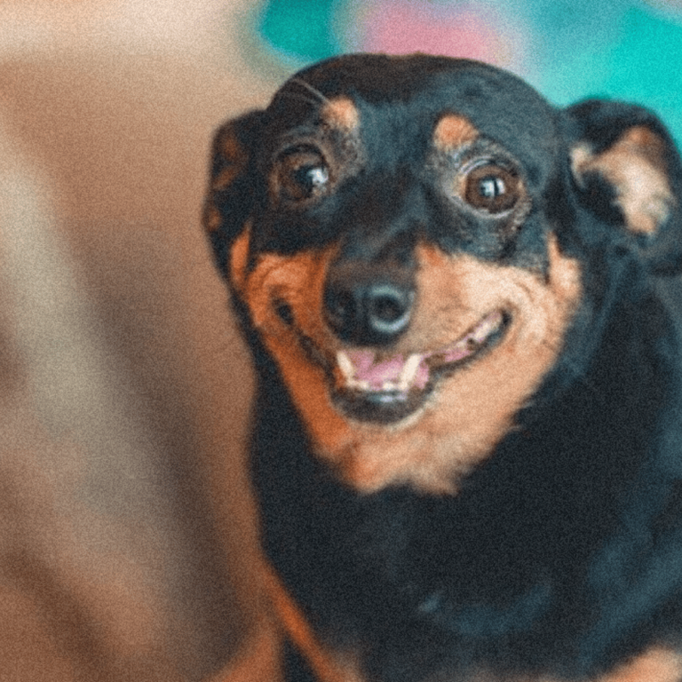 Your dog needs you more than you think: 10 signs of their emotional ...