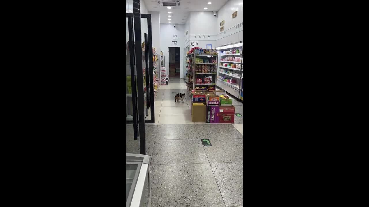 Cat steals sausage from mini grocery store in Shaanxi, China
