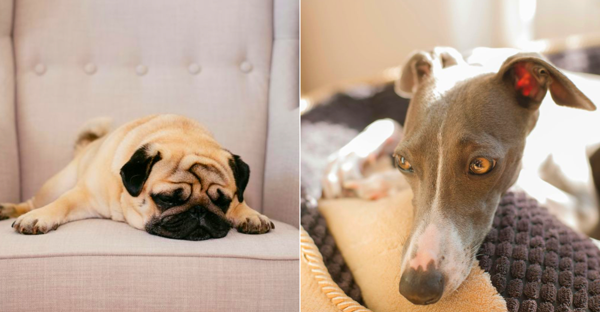 12 docile and balanced dog breeds that easily adapt to the home