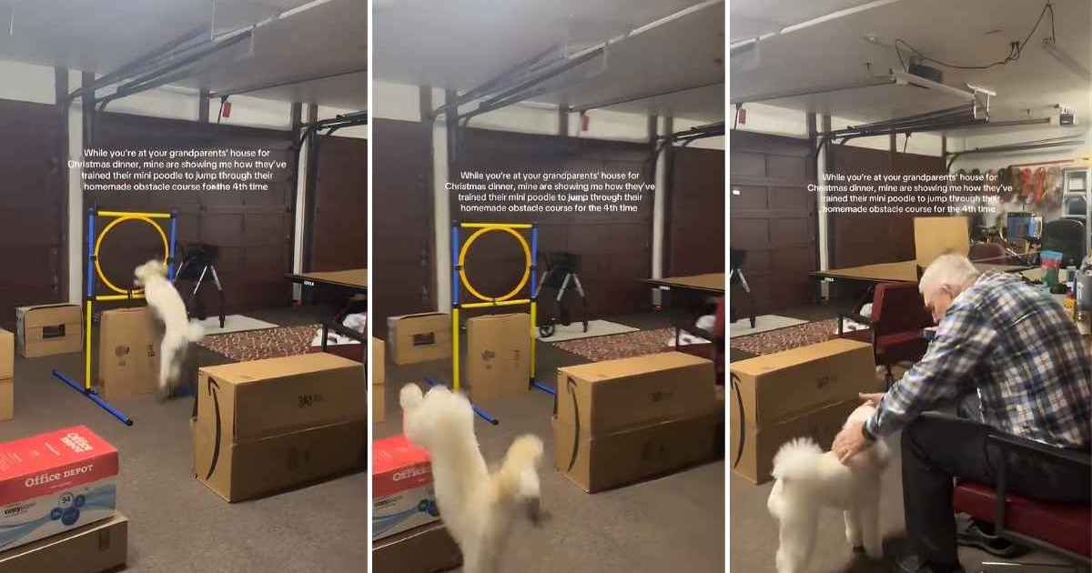 Video: Mini poodle effortlessly nails homemade obstacle course