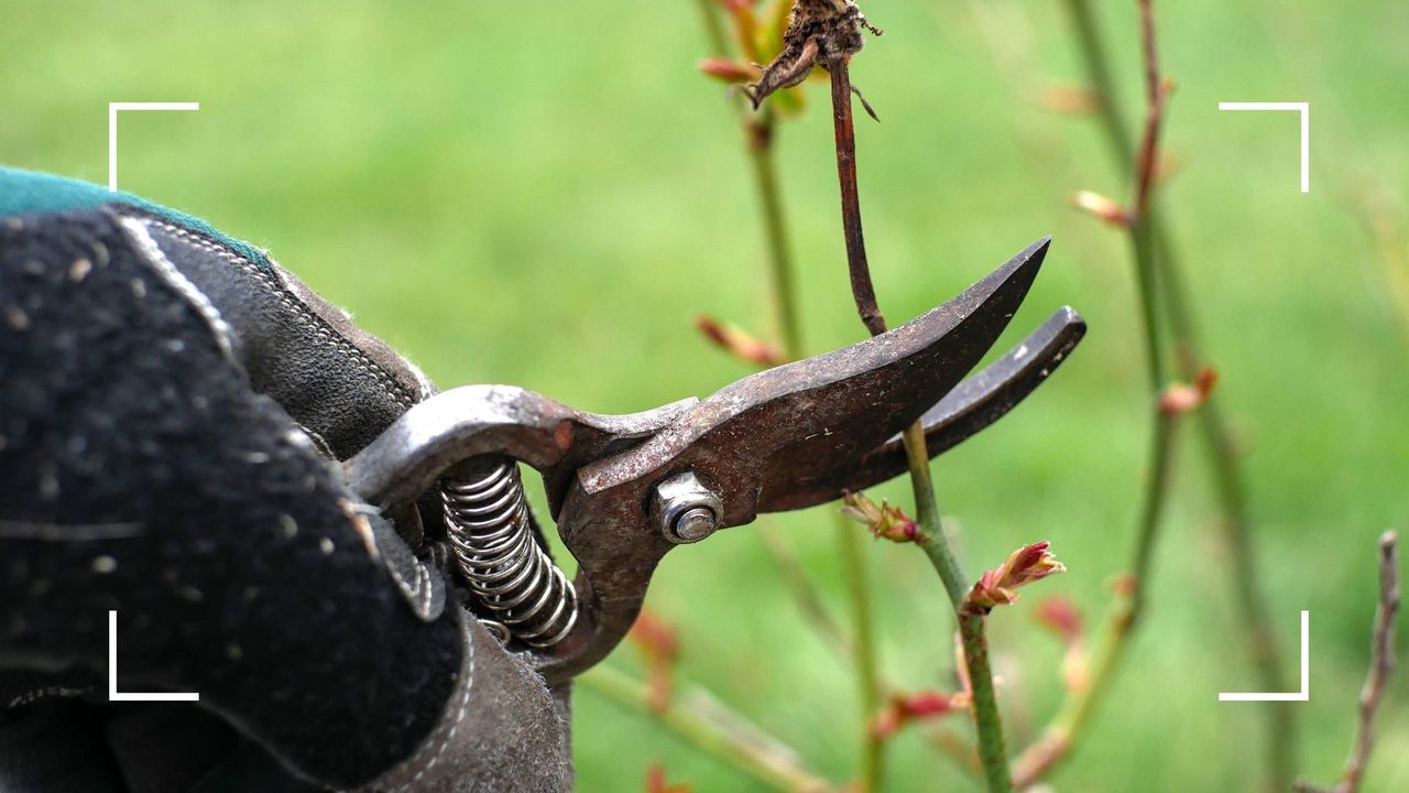 Plants to prune in January – 8 garden varieties you should cut back ...