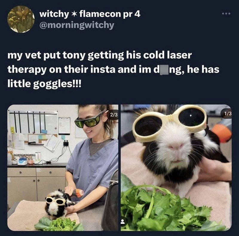 25 feel-good animal funnies for people who need a mug of meme-powered joy
