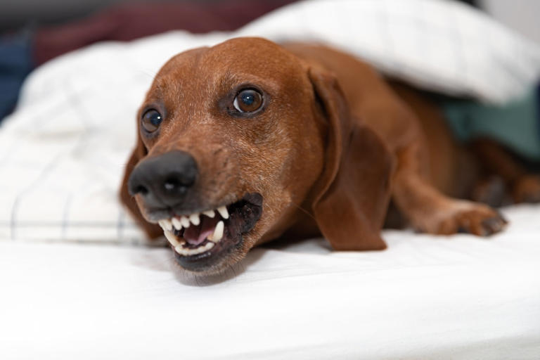 Dachshund's favorite thing to do in the morning is smile with all her teeth
