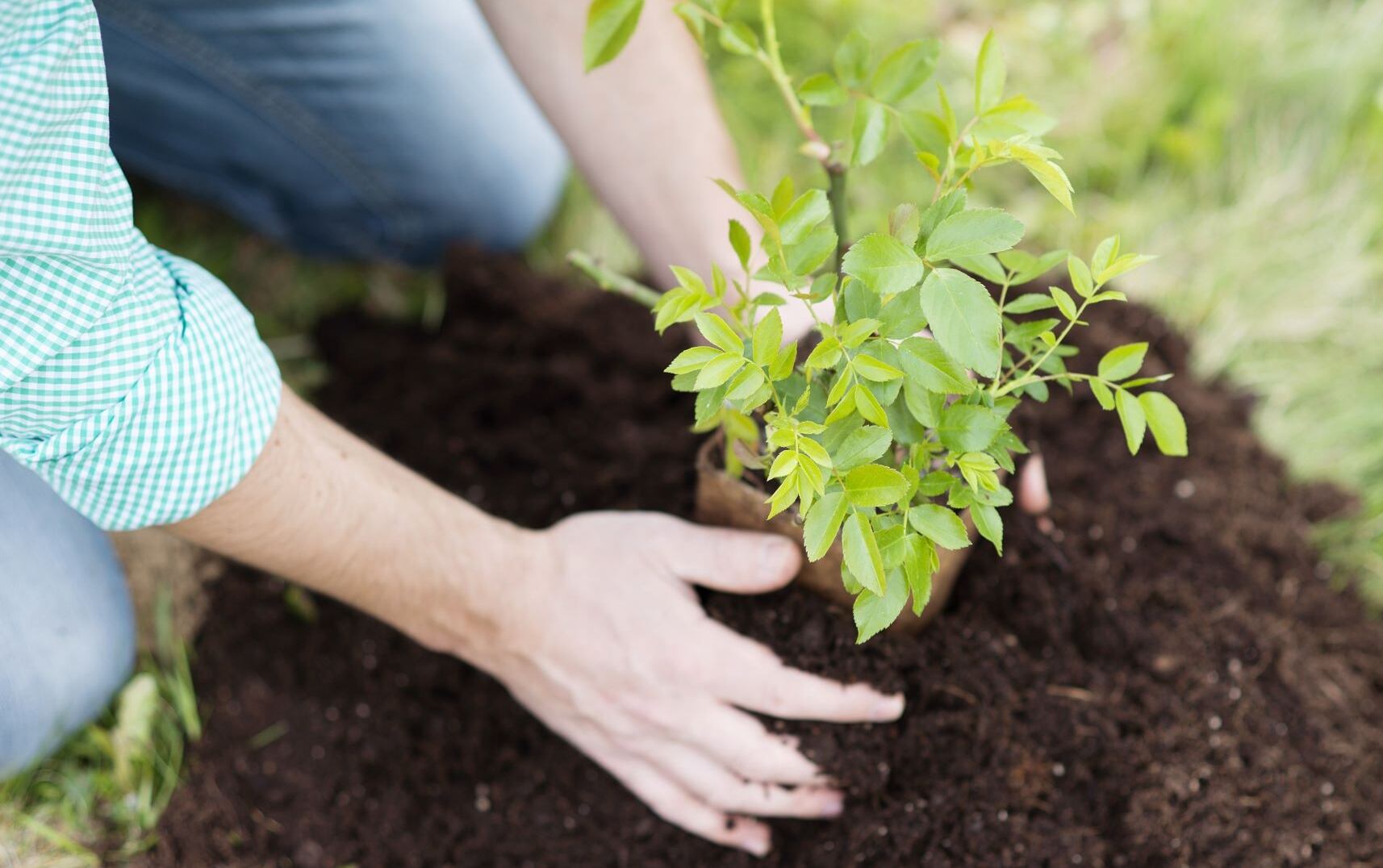 City of Lansing launches free tree planting program