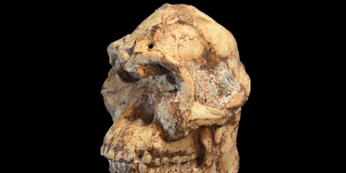 A 3-million-year-old skull doesn’t match any known human ancestor