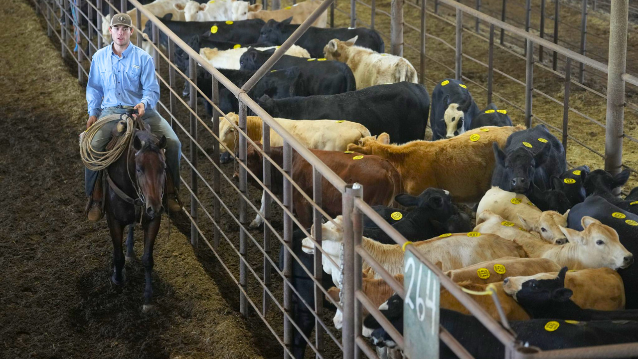 Trump tariff whiplash hammers Texas ranchers as Argentina beef deal ...