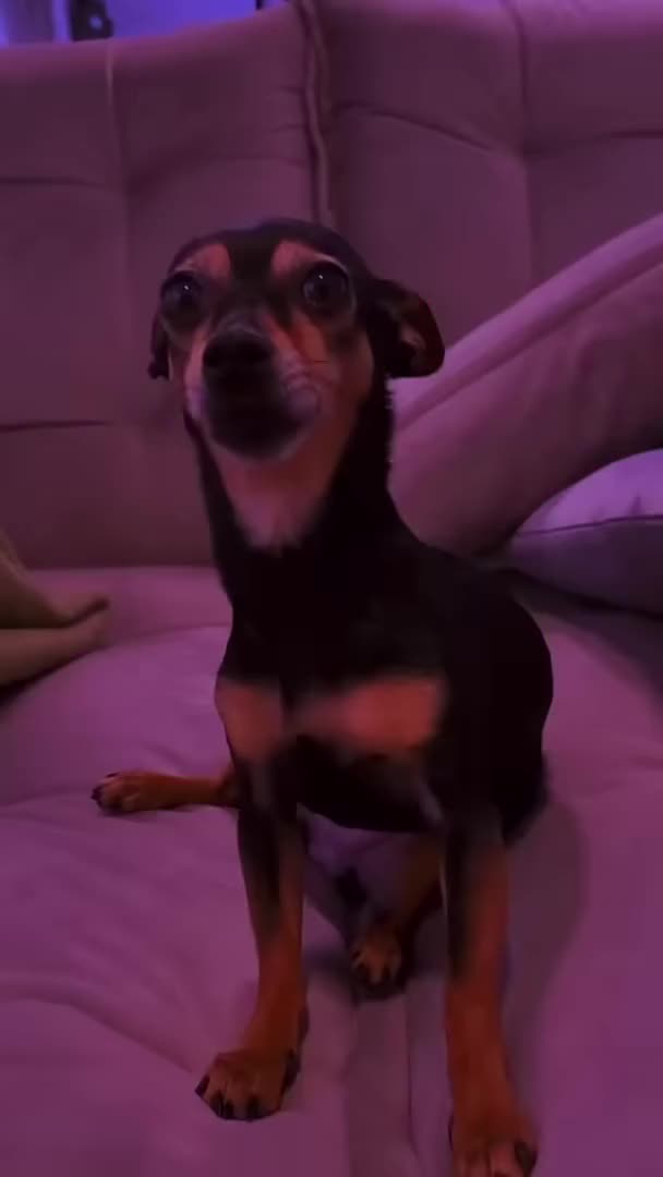 Mada e Bica no The Voice