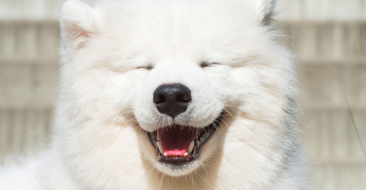9 dog breeds that look like they’re always smiling