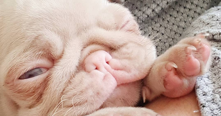 One Of Less Than 100 Pink Pugs In The World ‘Milkshake’ Is Stealing ...