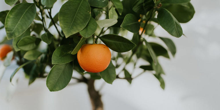 Citrus trees make great gifts—if your recipient is up for the challenge