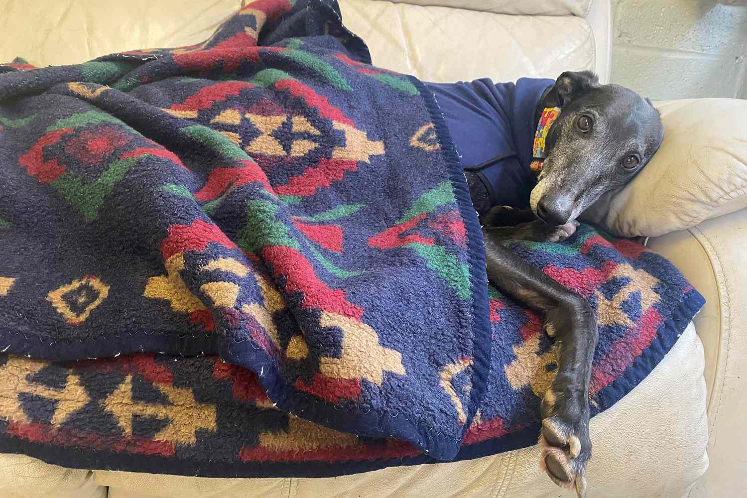 Greyhound dog left waiting in shelter for over 1,000 days finally finds ...