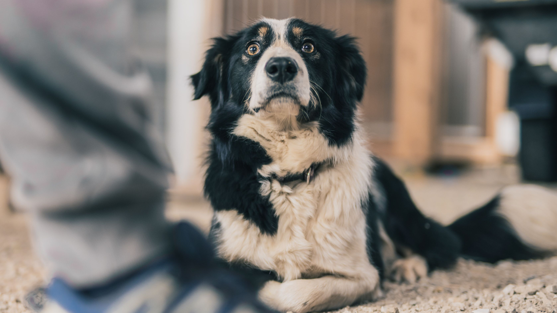 9 dog breeds that are more prone to sudden fear responses