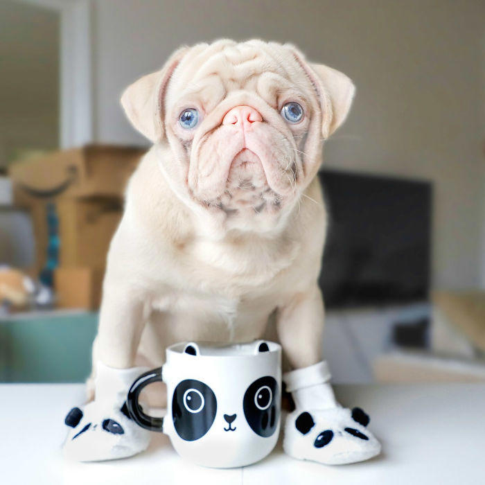 One Of Less Than 100 Pink Pugs In The World ‘Milkshake’ Is Stealing ...