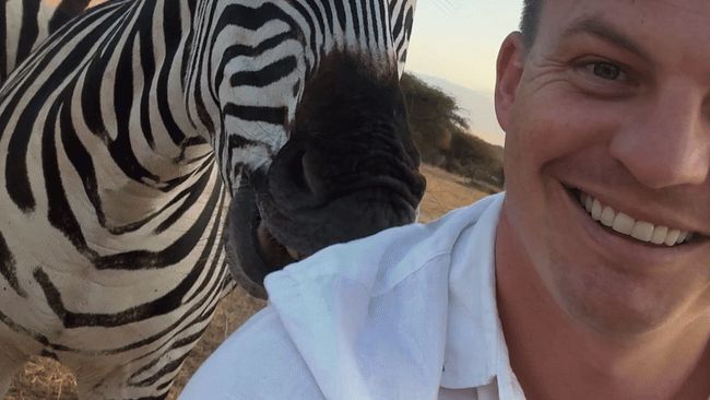 Englishman's 'Afternoon Tea' includes unwelcome nibble from zebra