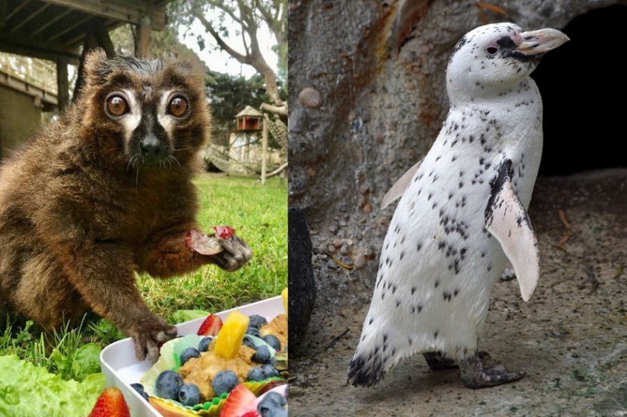 SF Zoo euthanizes 2 beloved animals due to declining health
