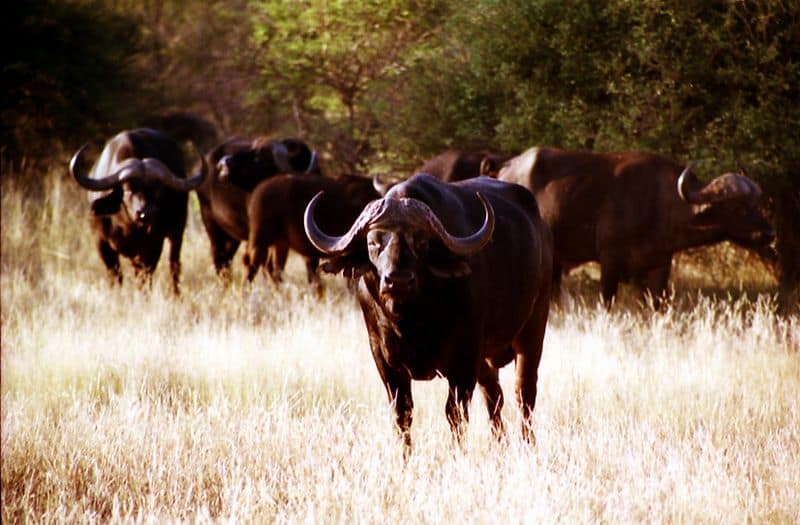 10 incredible African buffalo facts, including why they’re among Africa ...