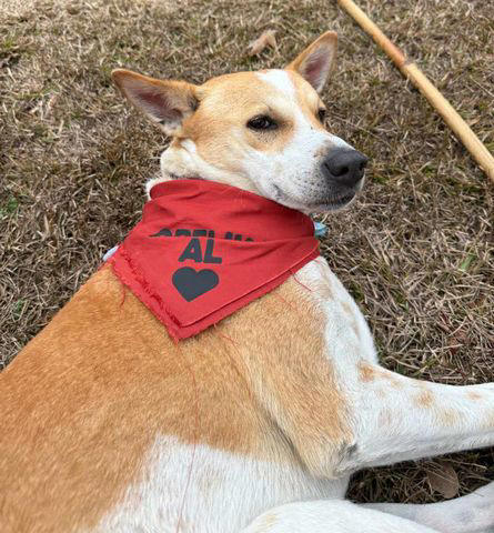 Aloka the peace dog joins Buddhist monks on cross-country walk of peace ...