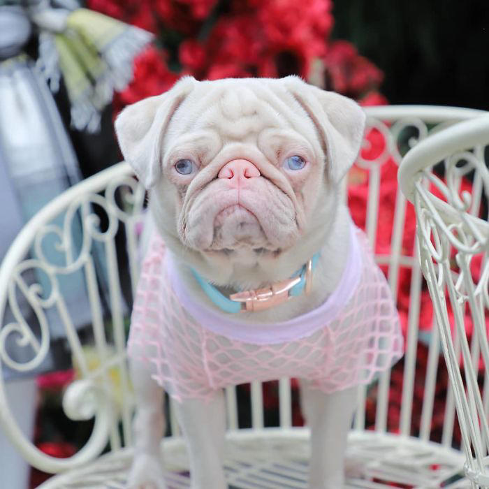 One Of Less Than 100 Pink Pugs In The World ‘Milkshake’ Is Stealing ...