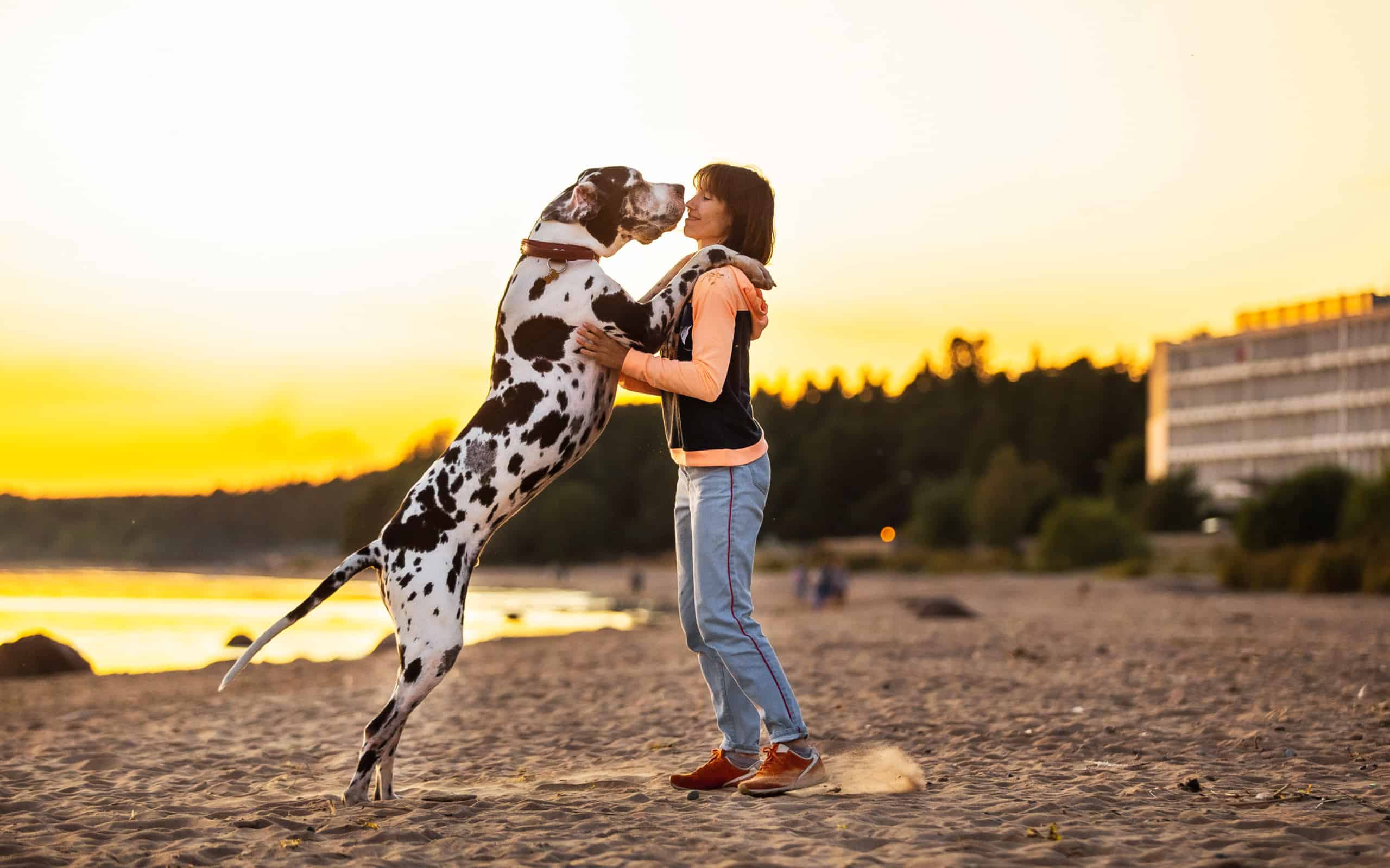 The dog breeds so tall, they turn heads everywhere