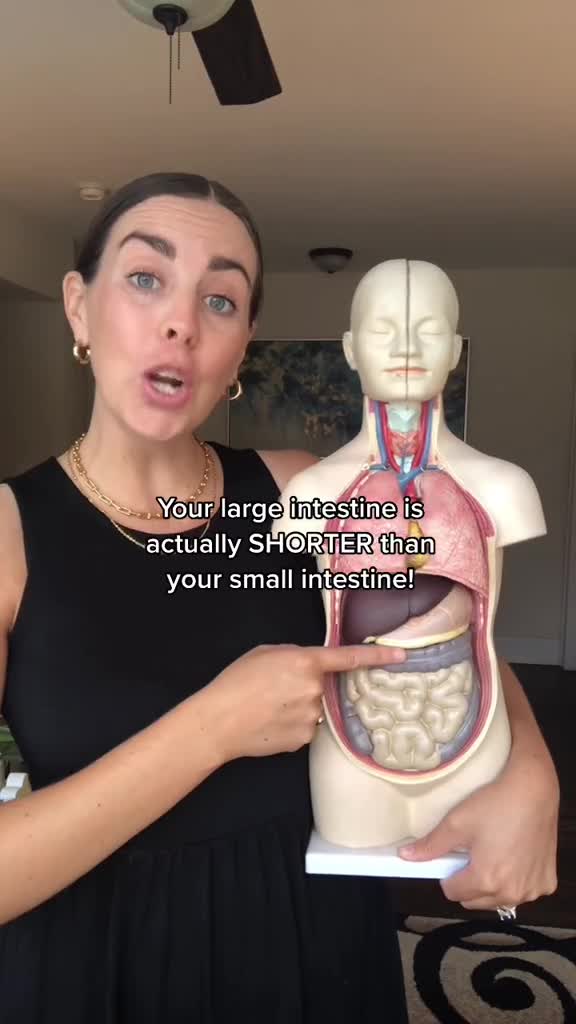 How long your small intestine really is