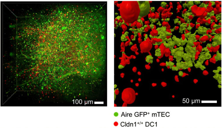 Proximity matters: Claudin-1 as an unexpected guardian of central tolerance