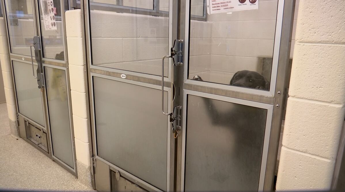 Saginaw Animal Shelter sees rise in pet surrenders after holidays