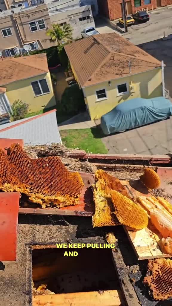 Massive hidden beehive pulled from a steep roof edge