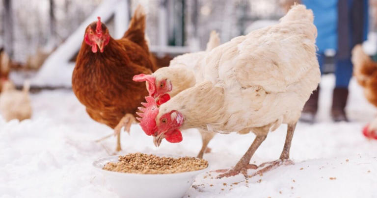 Poules en hiver : le geste crucial (souvent oublié) qui les sauvent du ...