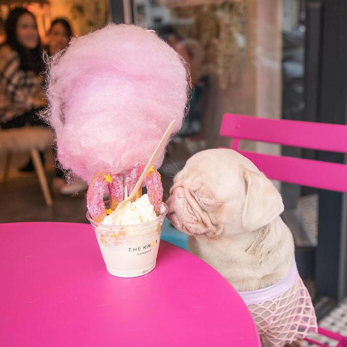 One Of Less Than 100 Pink Pugs In The World ‘Milkshake’ Is Stealing ...